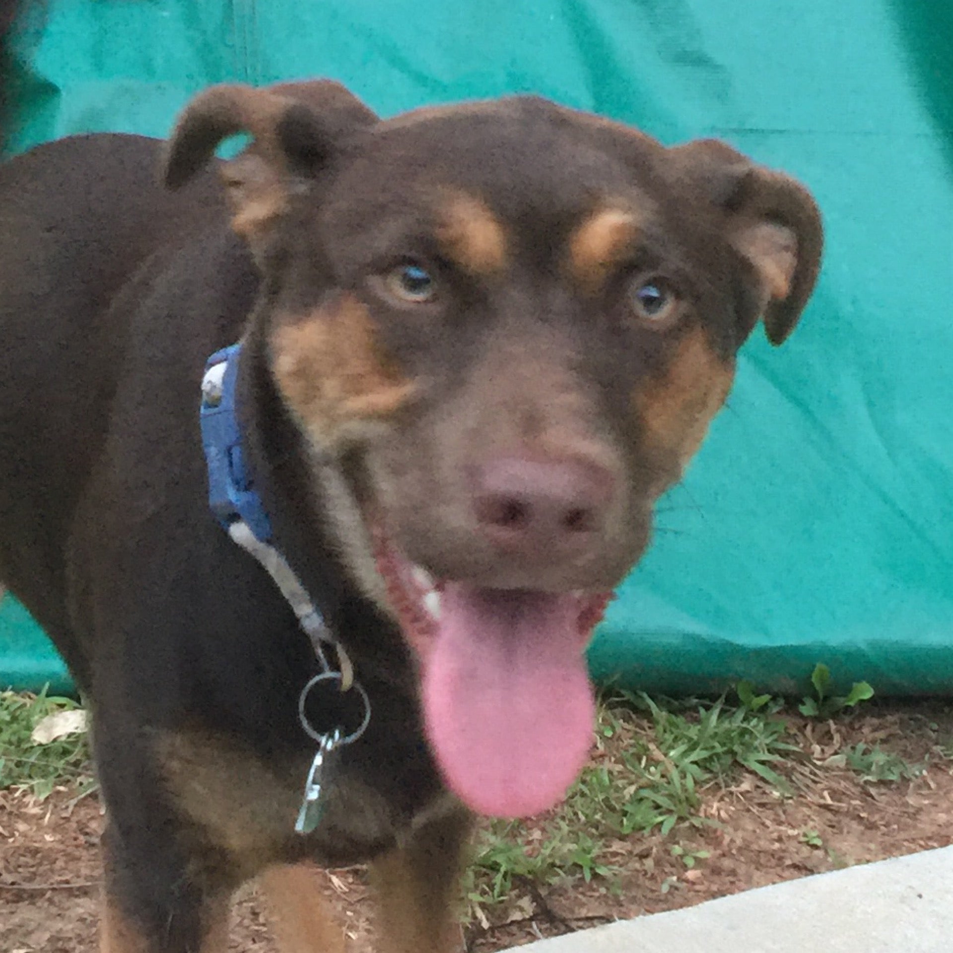 Tan German Shepherd Lab Mix Puppy | ppgbbe.intranet.biologia.ufrj.br